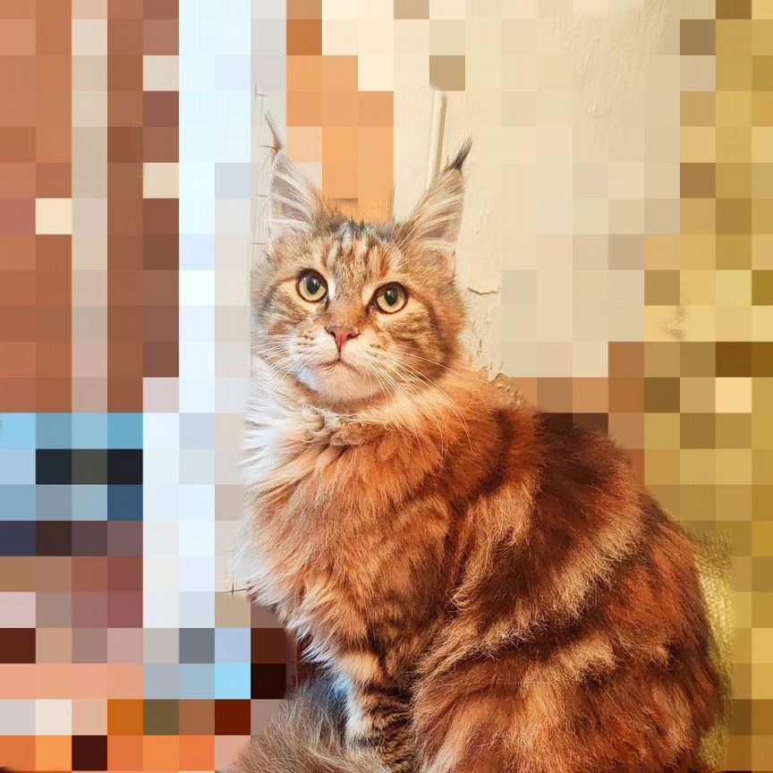 Кошка в добрые руки
