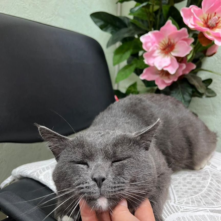 Котик в добрые руки