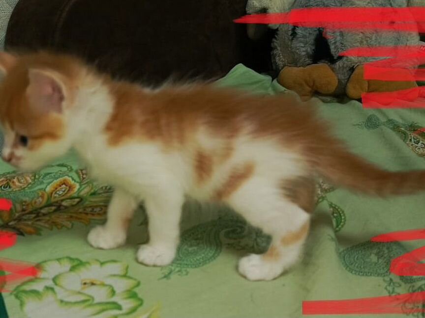 Рыжий котенок в дар