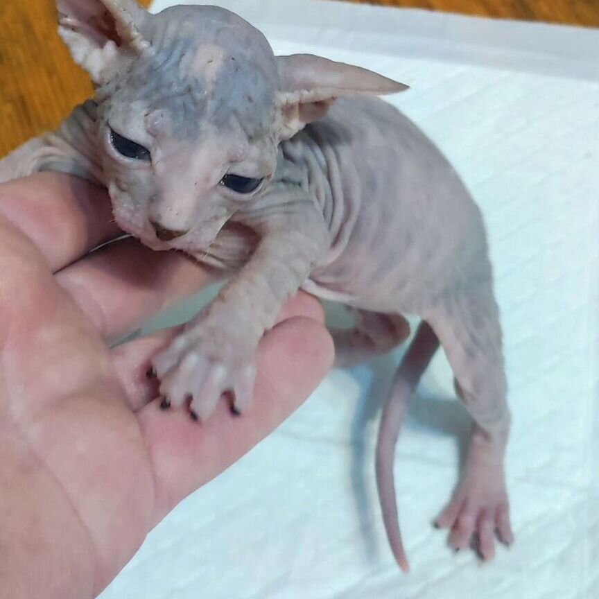 Донской сфинкс котёнок
