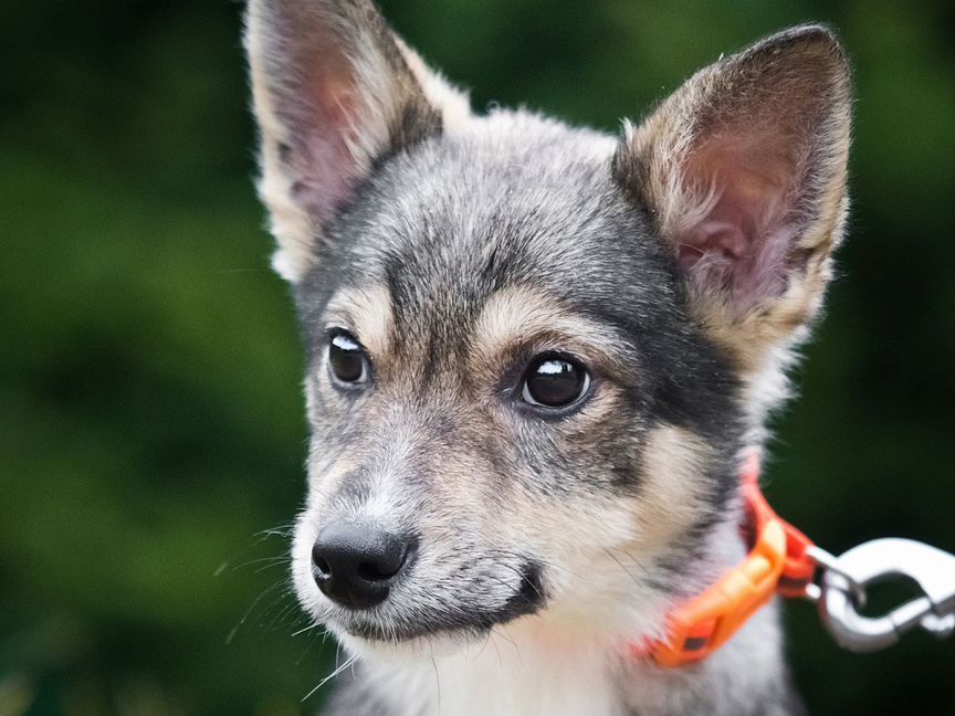 Супер Щенок 4.5 мес