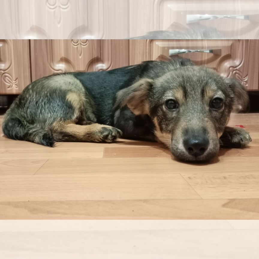 Щенок в добрые руки