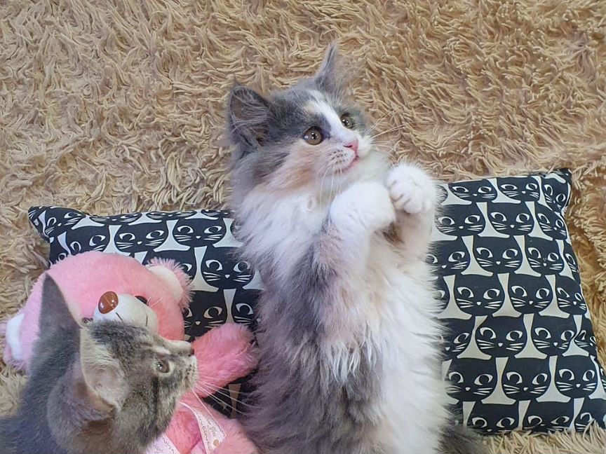 Котята в добрые руки