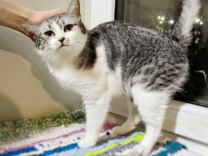 Кошка в дар бесплатно