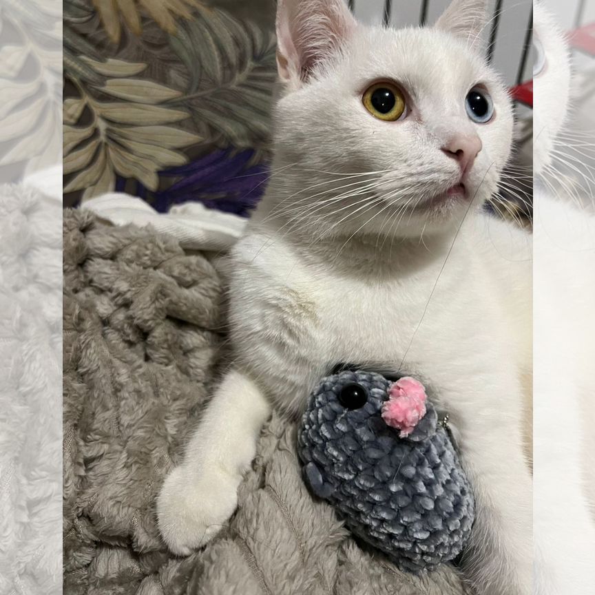 Котик в добрые руки