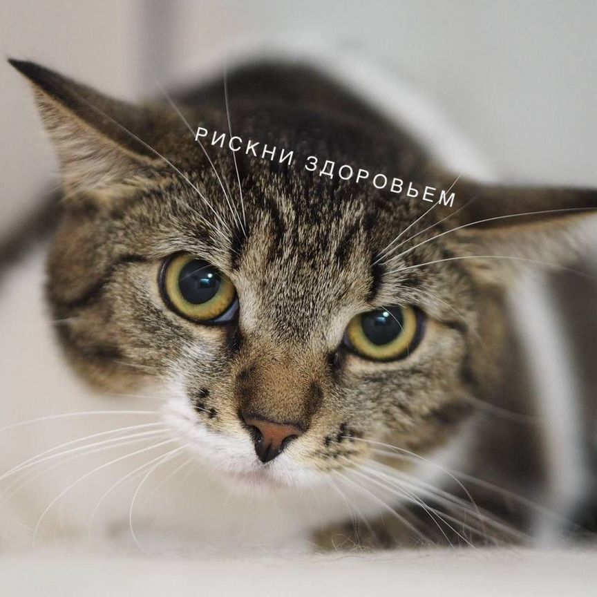 Взрослая кошка от частного владельца