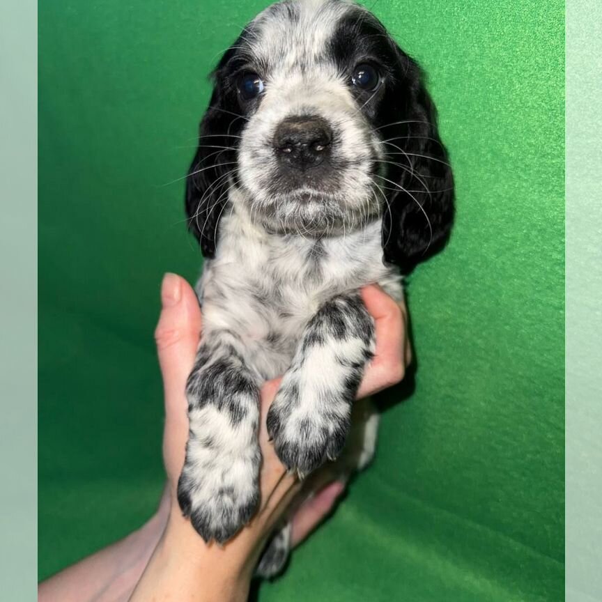 Русский охотничий спаниель, щенок