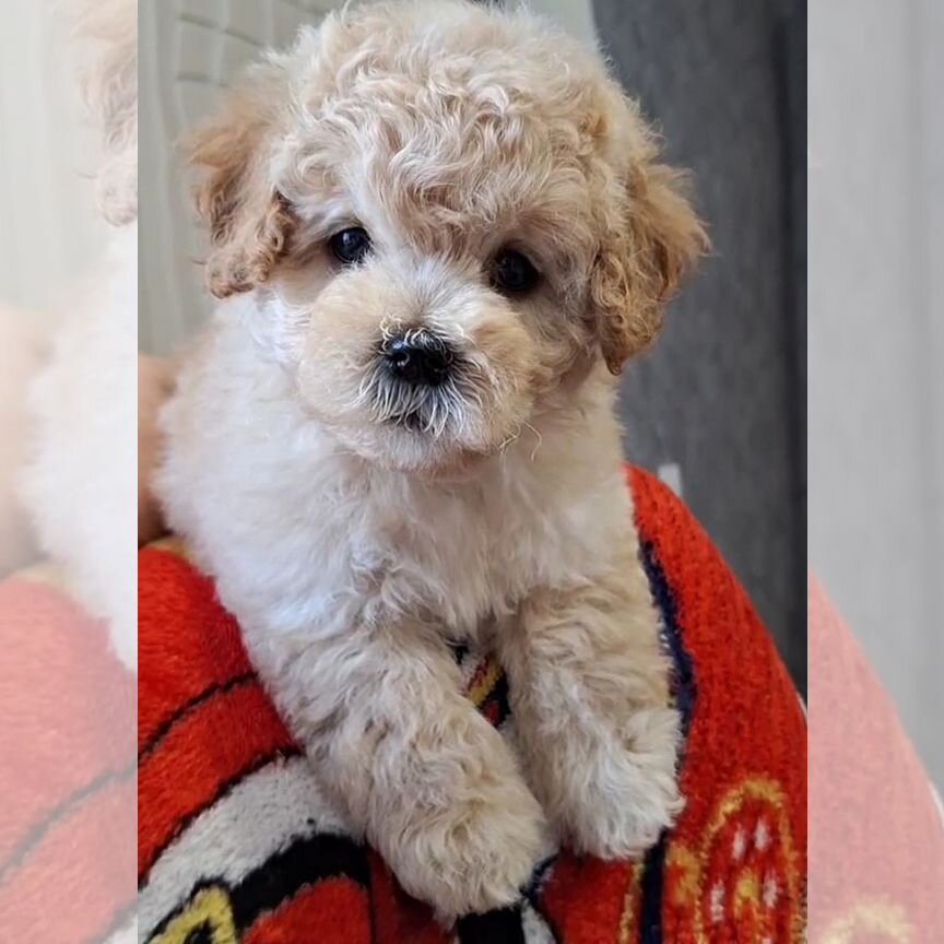 Мальтипу, щенок