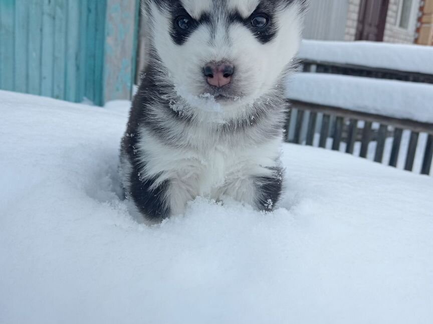 Сибирский хаски
