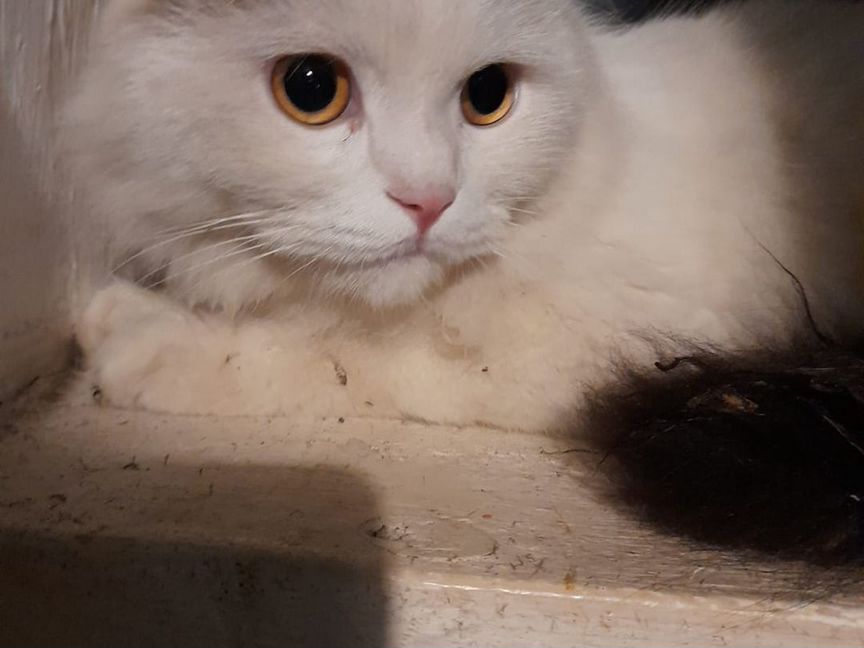 Нелюбимый кот нуждается в доме