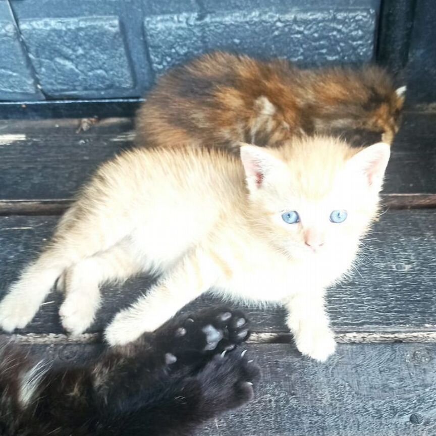Котята в добрые руки