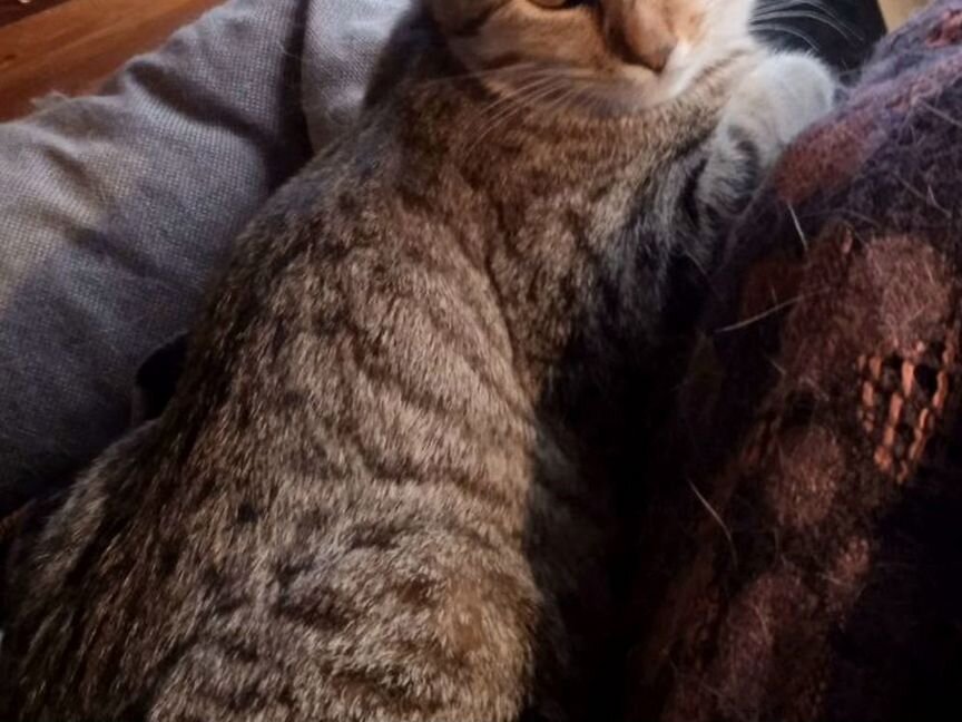 Чудо котёнок шпротик 5 месяцев