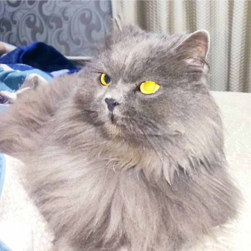Найдена кошка