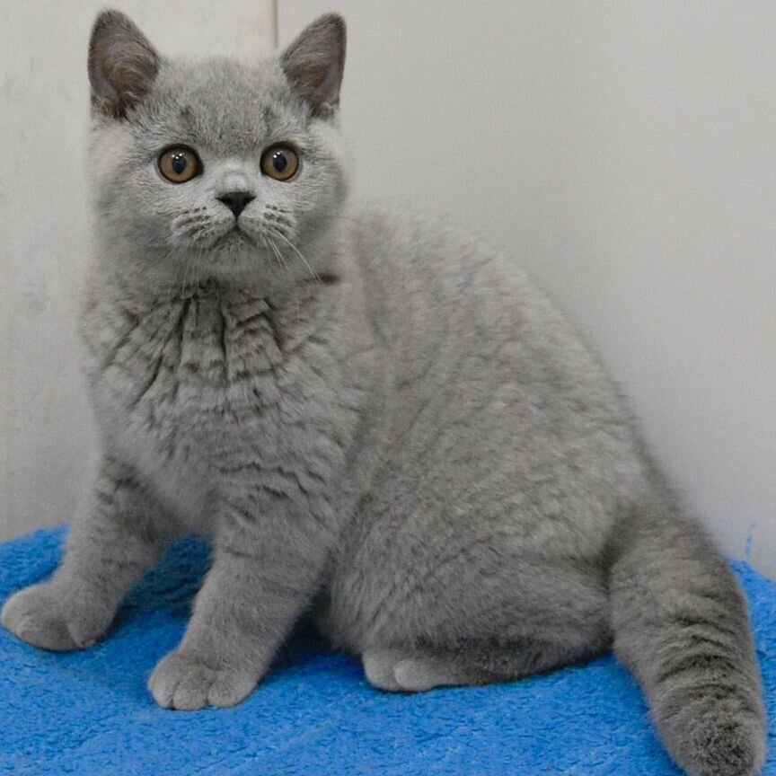 Британский голубой котенок