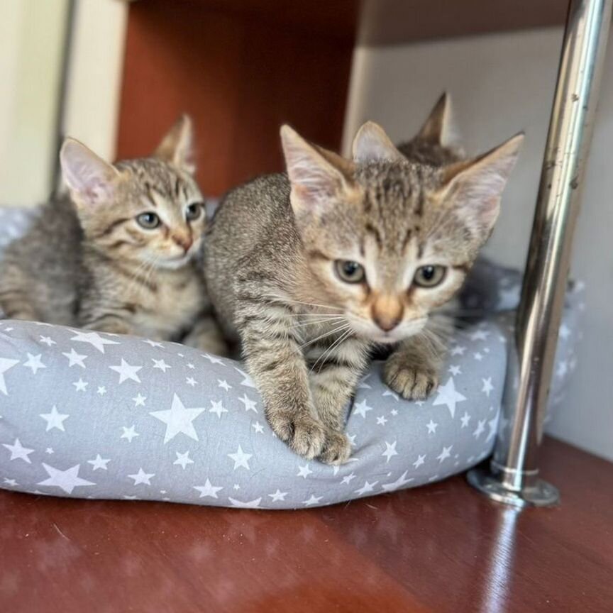 Полосатики 4 мес красивущие знают лоток