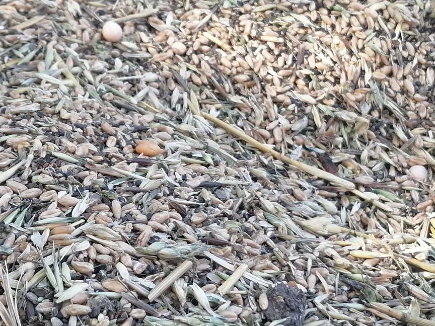 Зерноотходы