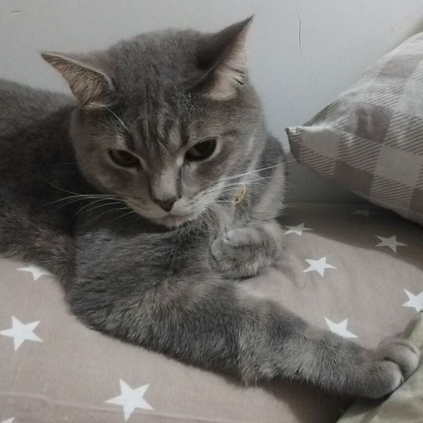 Шотландский прямоухий короткошёрстный кот, взрослый