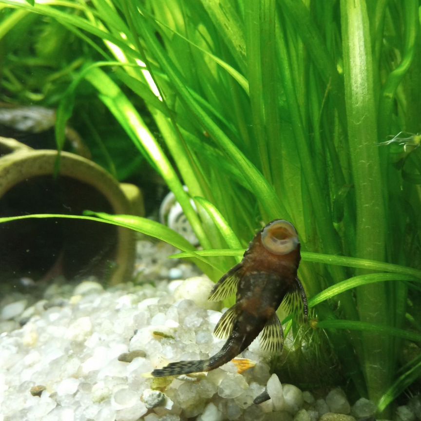 Анциструс На брони