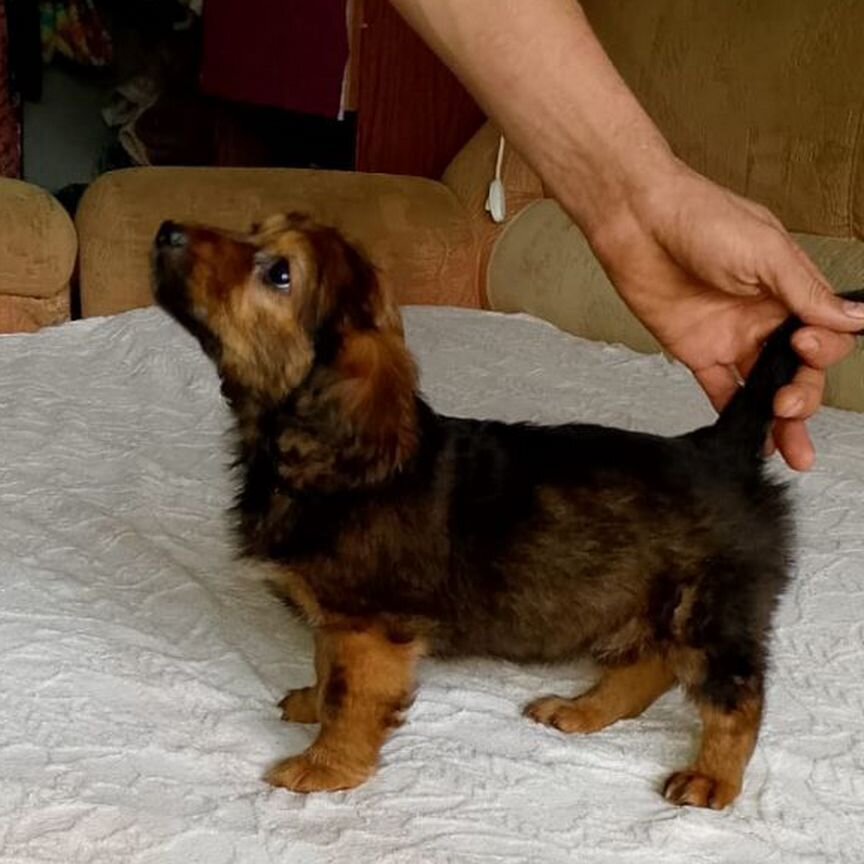 Такса, щенок