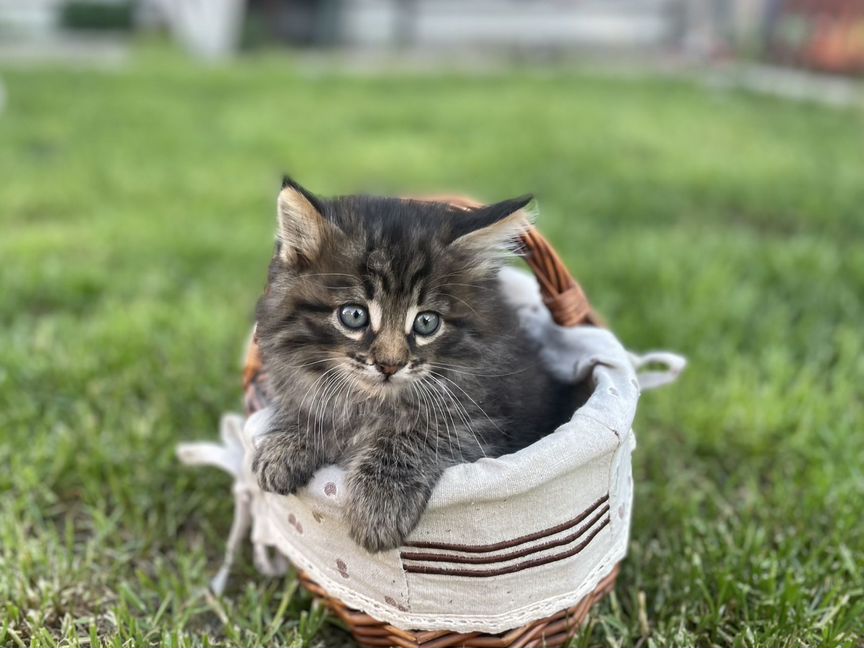 Умные красивые котята