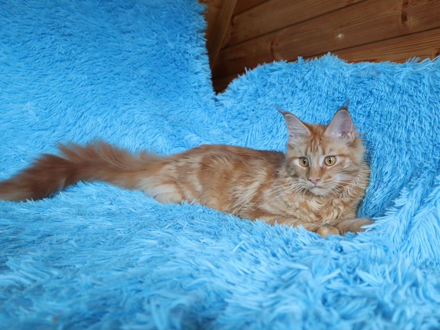 Девочка подросток Мейн Кун по Новогодней цене