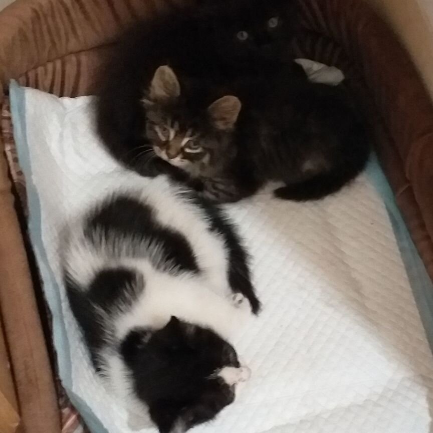 Котята в добрые руки даром