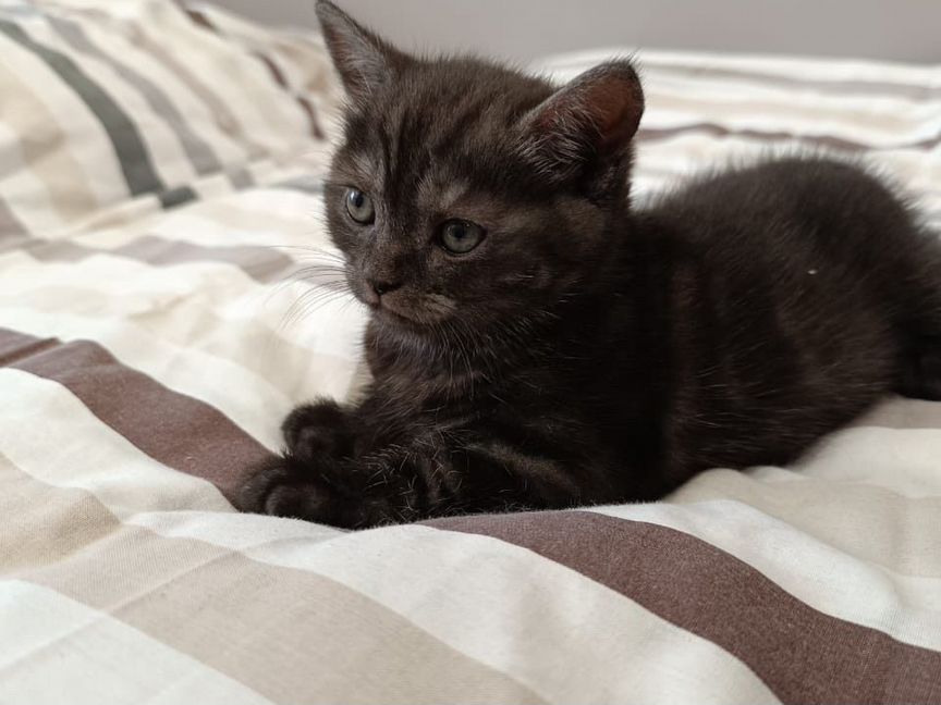 Британская кошка