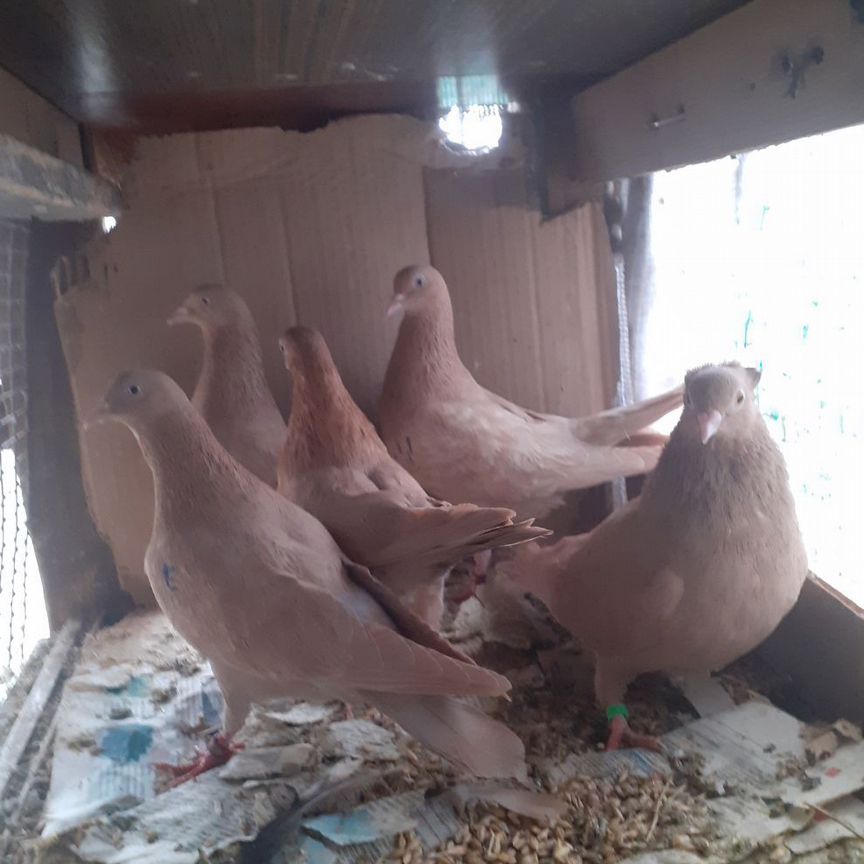 Голуби типлеры