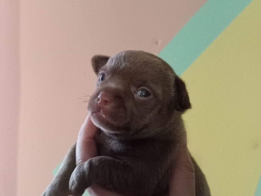 Шоколадный милашка