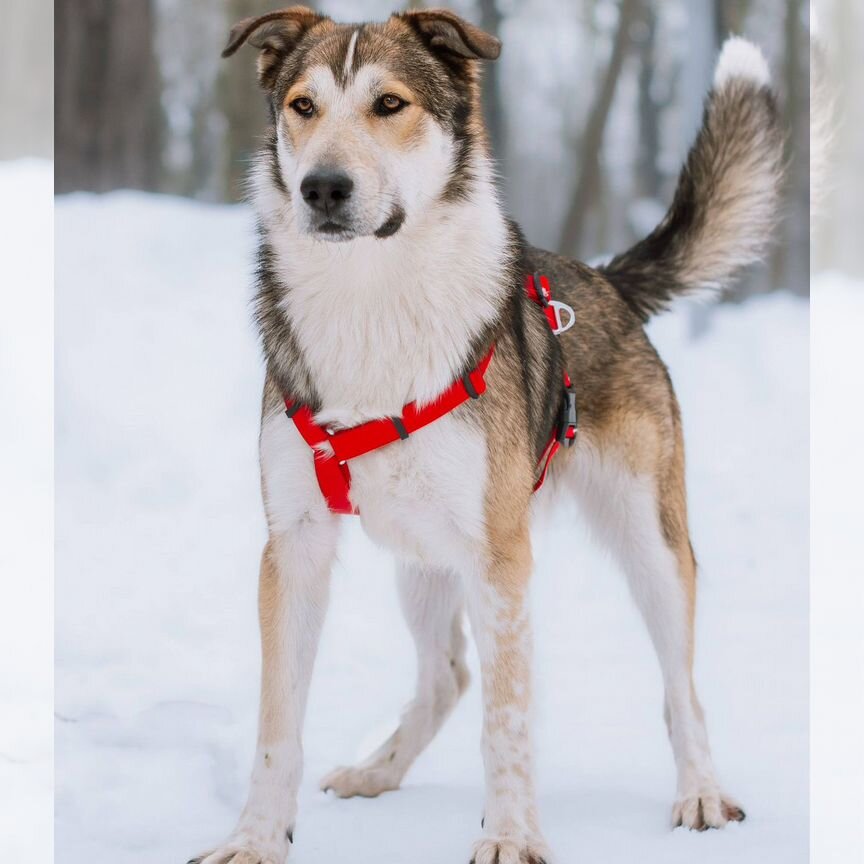 Взрослый пёс в добрые руки