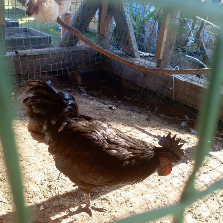 Петух племенной Ухейилюй