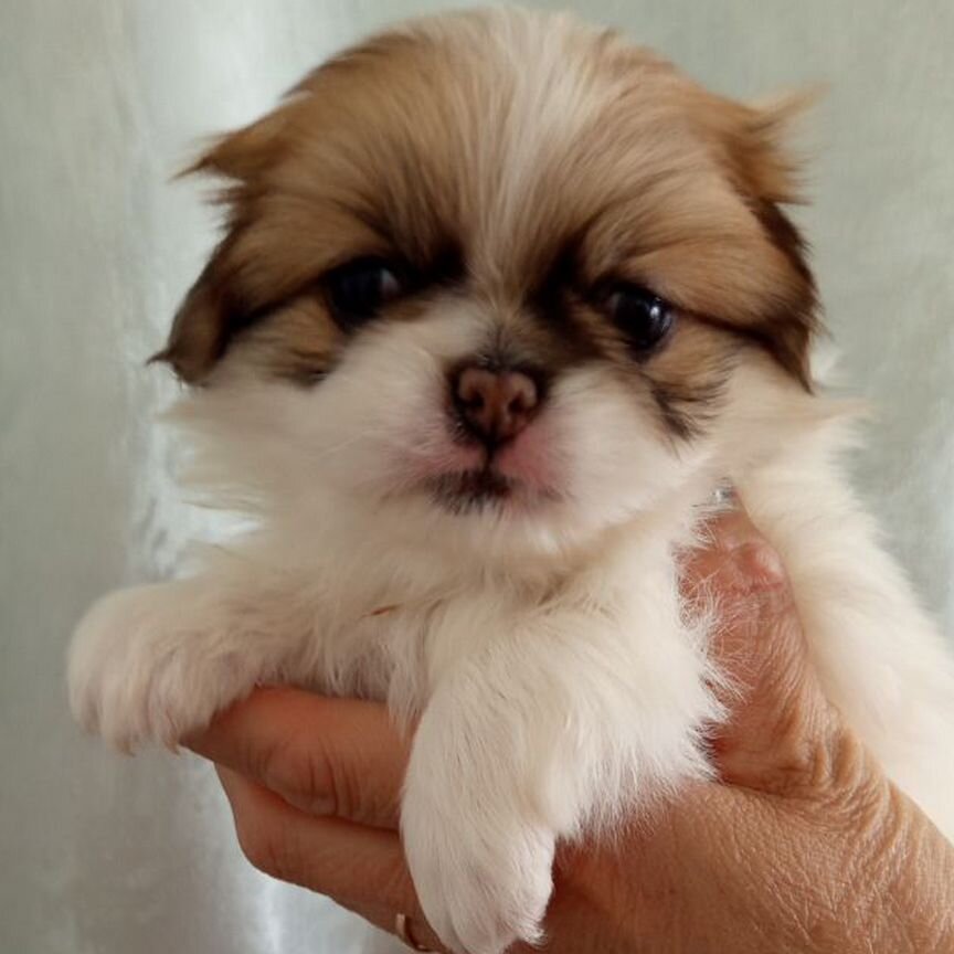 Пекинес, щенок