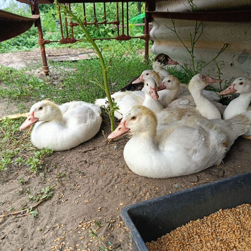 Утята шипуны