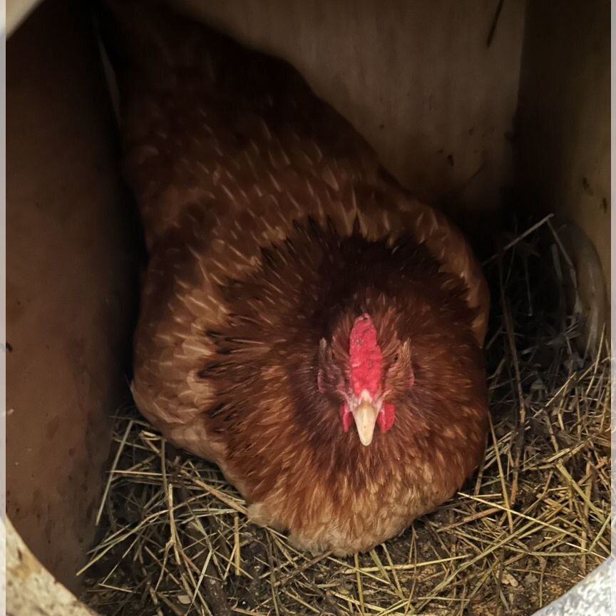 Куры молодки несушки