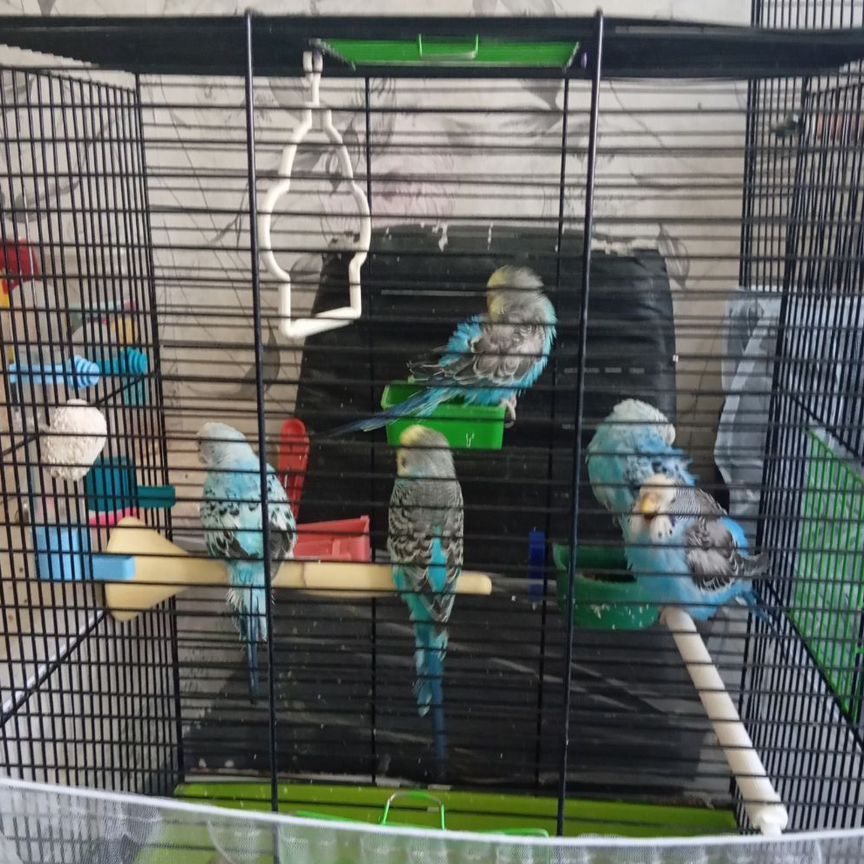 Попугаи волнистые 5штук