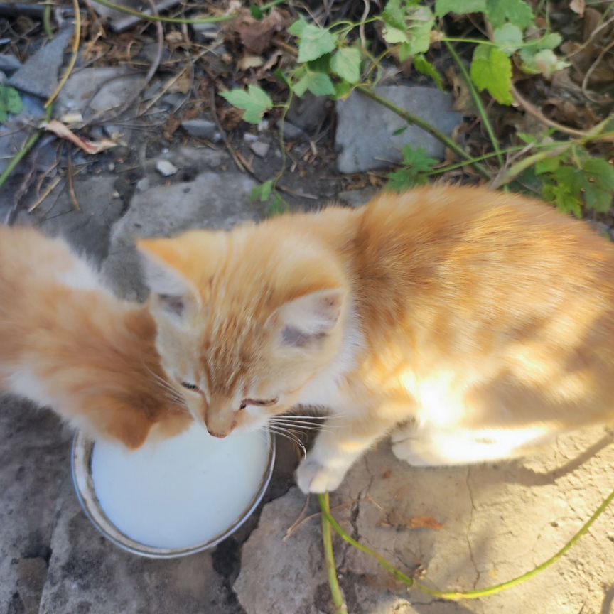 Котята в добрые руки приучены к лотку