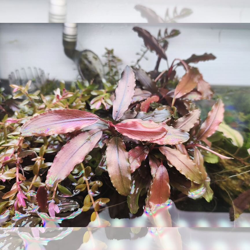 Буцефаландра brownie