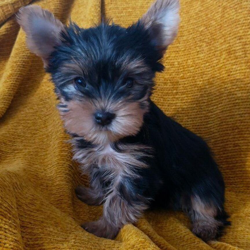 Йоркширский терьер, щенок