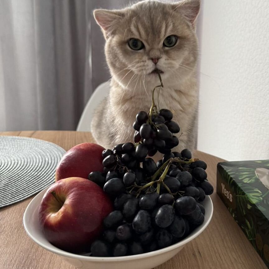 Котик для сьемок