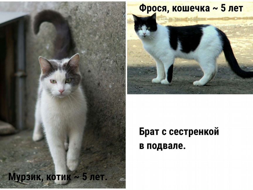 Мурзик и Фросенька