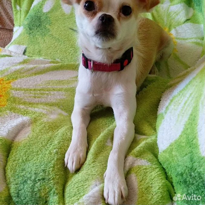 Ручная малышка, крошка девочка