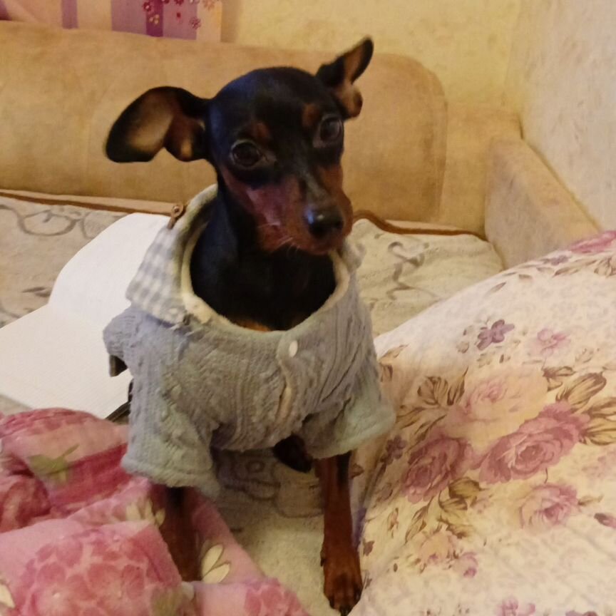 Цвергпинчер собака 3 годика