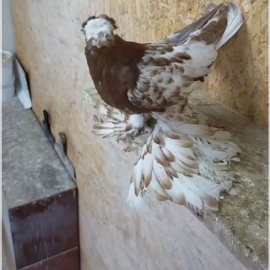 Голубь