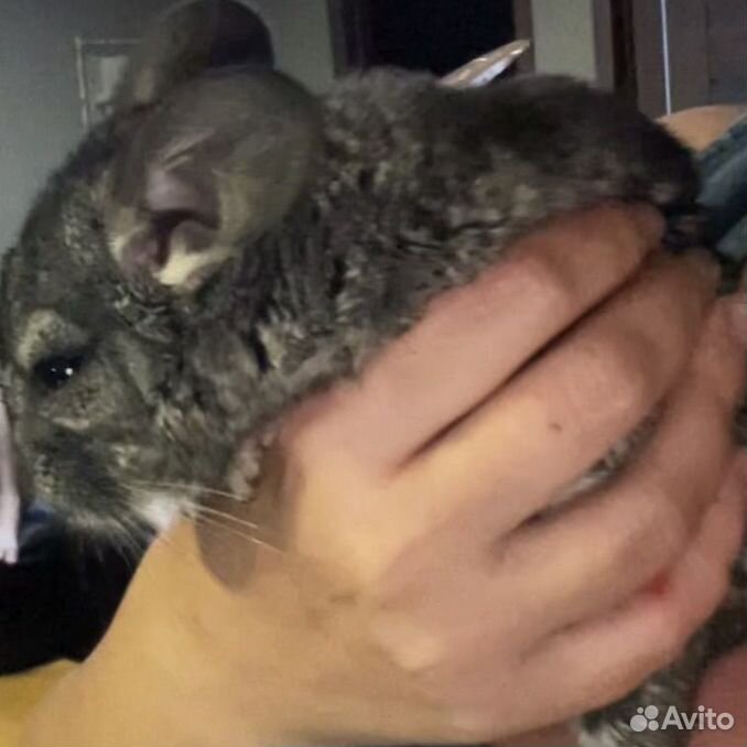 Шиншиллы семья 3 шт