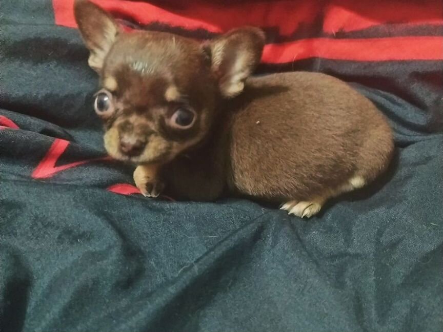 Супермини супермалыш