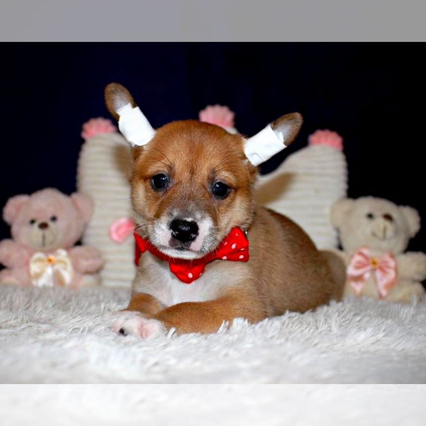 Мексиканская голая собака, щенок