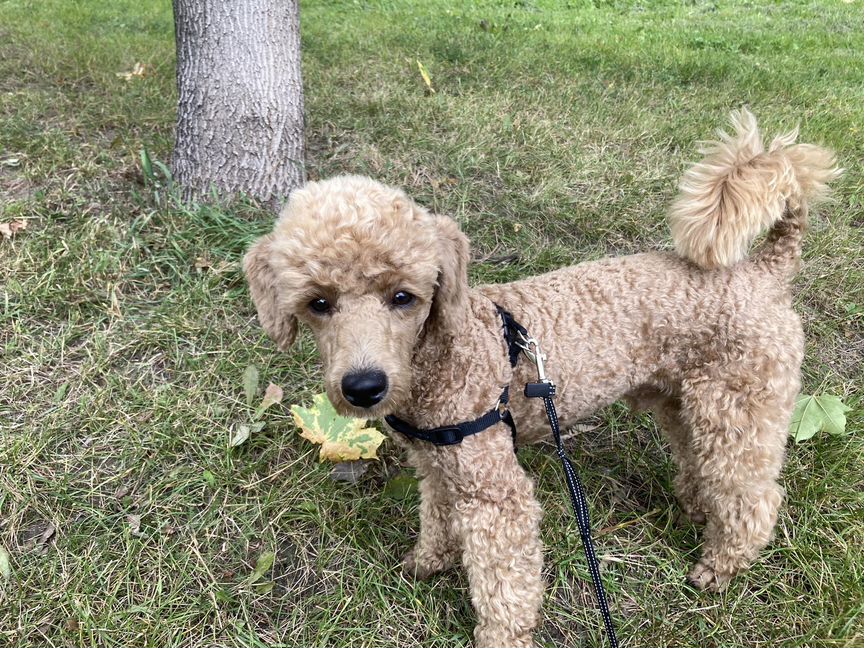 Карликовый пудель вязка