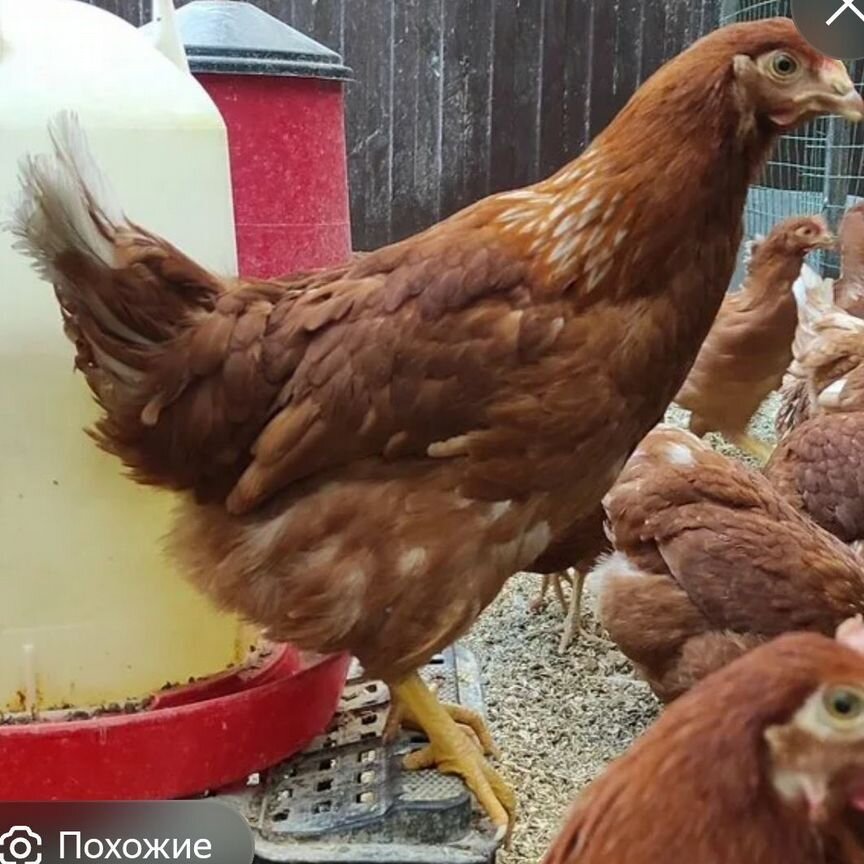 Куры молодки несушки