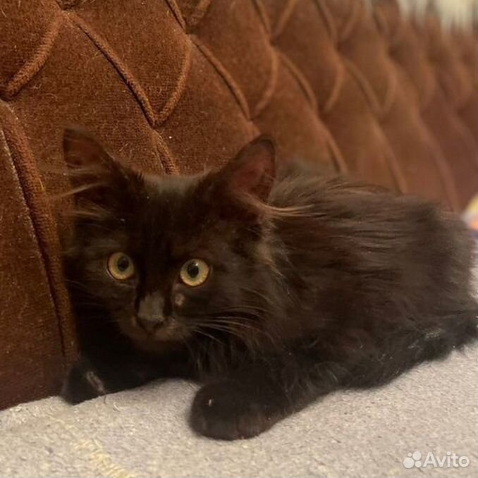 Пушистик Чарлик хочет к вам на мягкий диванчик