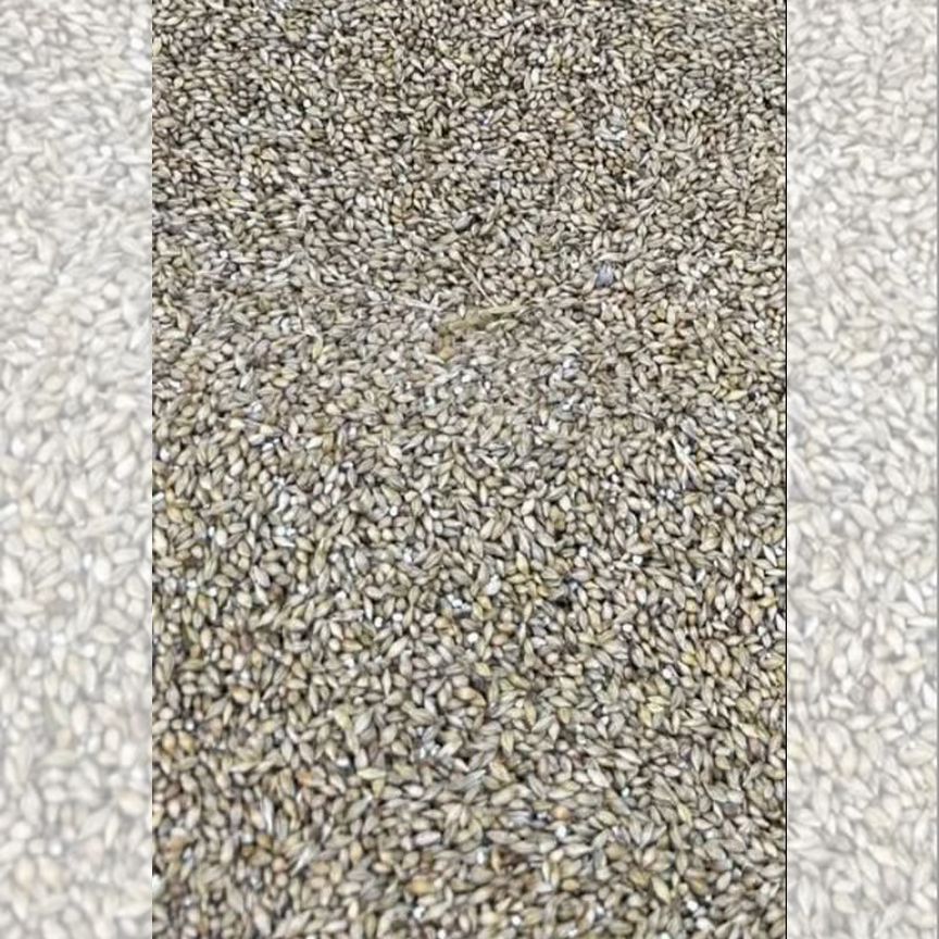Кормовая кукуруза, Гречиха корма
